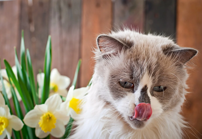 Vet Approved Guide: Poisonous Flowers for Cats – Toxic Plants, Symptom ...
