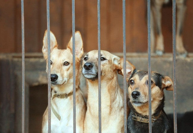 Vet Approved Guide: 8 Essential Facts Animal Shelters Want You to Know ...