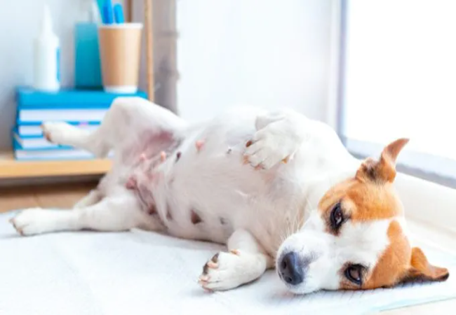 Vet Approved Guide: Abortion & Spontaneous Pregnancy Loss in Dogs – Wh ...