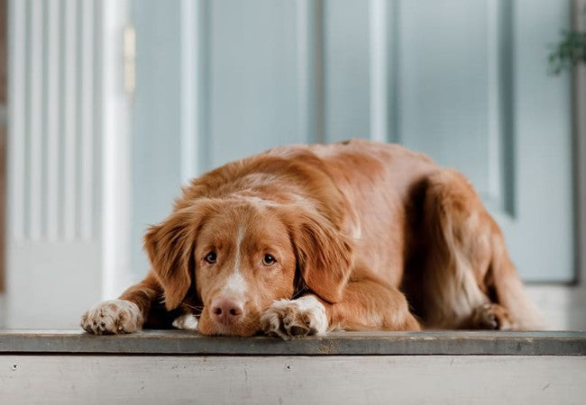 Vet Approved Guide: Addison’s Disease in Dogs – Signs, Causes & 2025 T ...