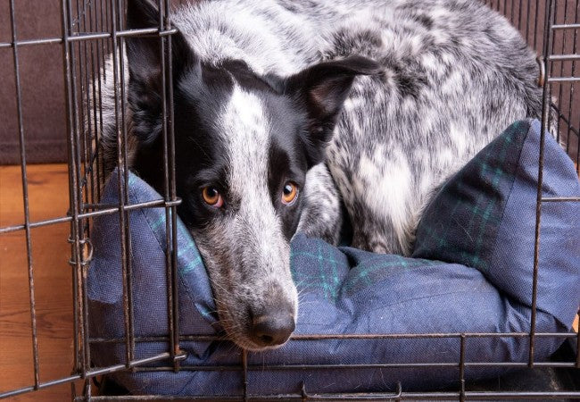 Vet Approved Guide: Are Secondhand Pet Supplies Safe? 2025 🐶🐱 – Ask A Vet