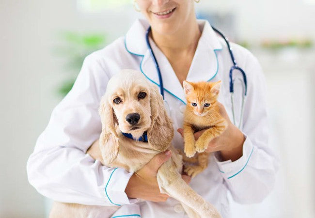 Vet Approved Guide: Are You Ready to Adopt a Special Needs Dog or Cat ...