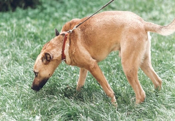 Vet Approved Guide: Can Dogs Smell Fear? Understanding Your Dog’s Supe ...