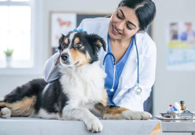 Vet Approved Guide: Canine Cold Agglutinin Disease – Causes, Signs ...