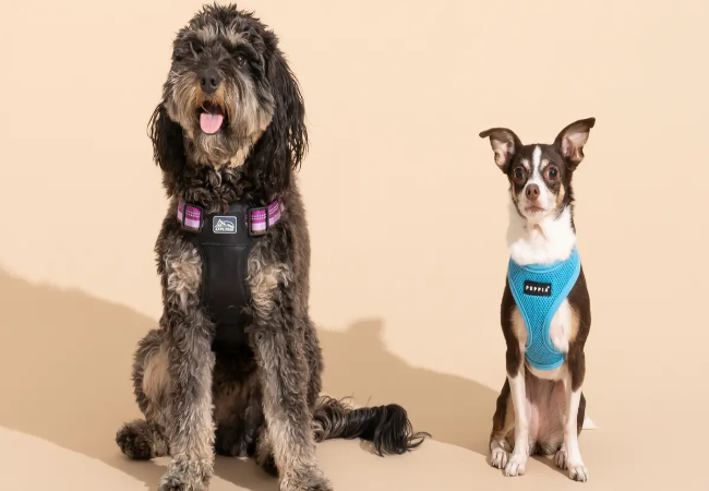 Vet Approved Guide: Choosing the Best Dog Harness for Your Dog’s Body ...