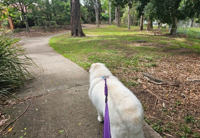 Vet Approved Guide: Dog Friendly Parks and Forests in Queensland (2025 ...