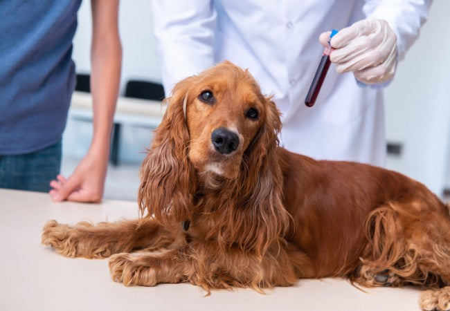 Vet Approved Guide: Essential Veterinary Tests for Your Dog in 2025 🩺🐶 ...