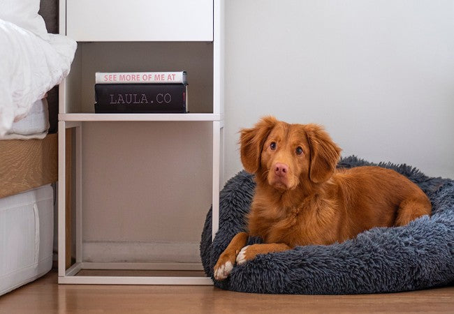 Vet Approved Guide: Exploring the Benefits of In-Home Pet Boarding in ...