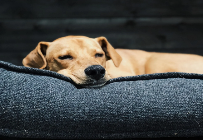Vet Approved Guide: How to Help Your Dog—and Yourself—Sleep Through th ...