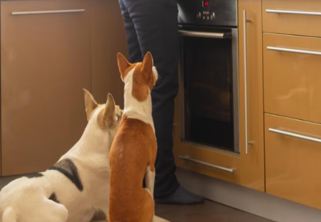 Vet Approved Guide: How Often Do Pets Cause Trip-and-Fall Injuries? (2 ...