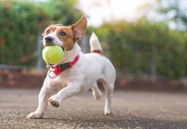 Vet Approved Guide: How to Calculate Your Dog’s Healthy Weight in 2025 ...