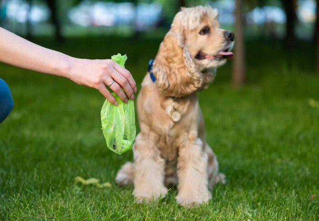 Vet Approved Guide: How to Dispose of Dog Poop Safely & Responsibly in ...