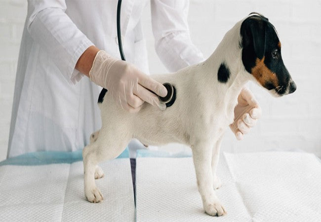 Vet Approved Guide: How to Examine Your Dog at Home and When to See a ...