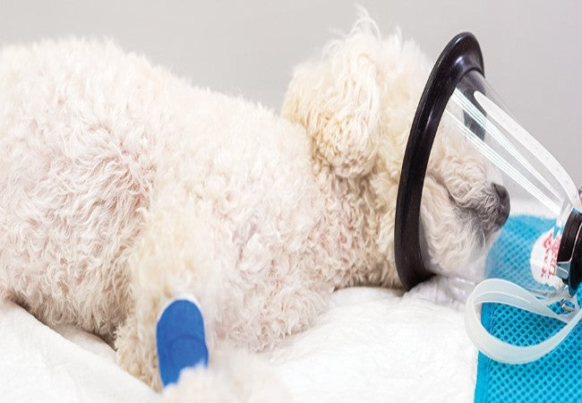 Vet Approved Guide: Pneumothorax in Dogs – Signs, Causes & Modern Trea ...