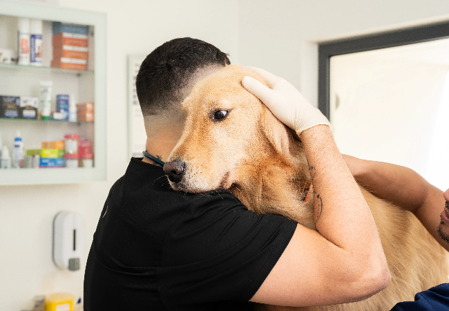 Vet Approved Guide: Systemic Anemia in Dogs – Causes, Diagnosis & 2025 ...
