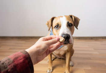 Vet Approved Guide: Understanding Timid Behaviors in Dogs—Are They Nor ...