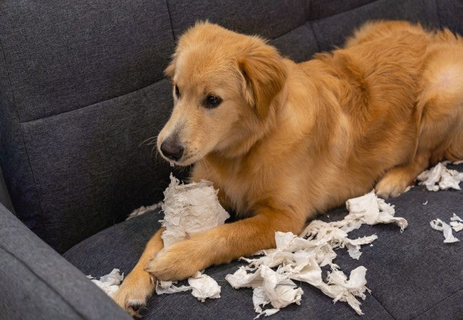 Vet Approved Guide: Why Dogs Shred Paper Products & How to Redirect th ...