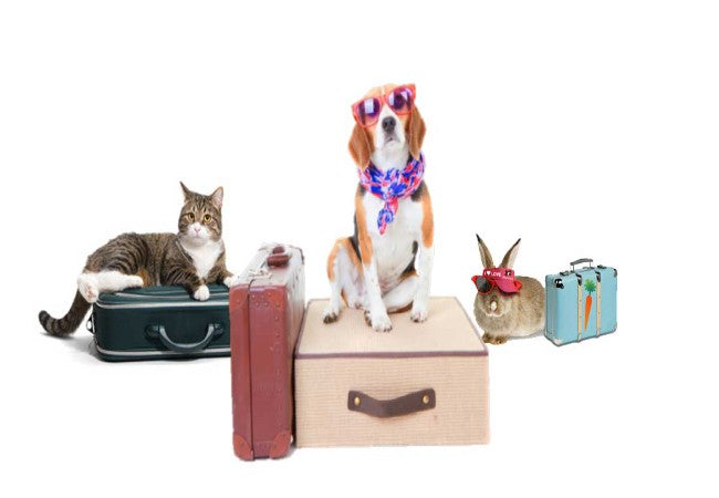 Vet Approved Ultimate Pet Care Checklist for Responsible Parents 2025 ...