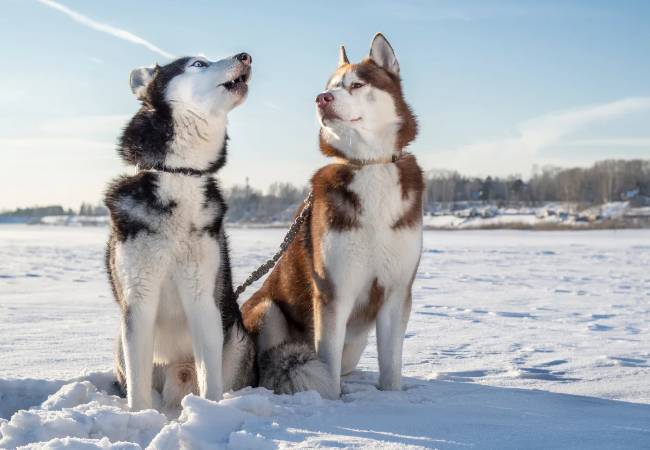 Vet Guide to 2025 Cold‑Weather Dog Breeds: Best Winter Dogs & Care Tip ...