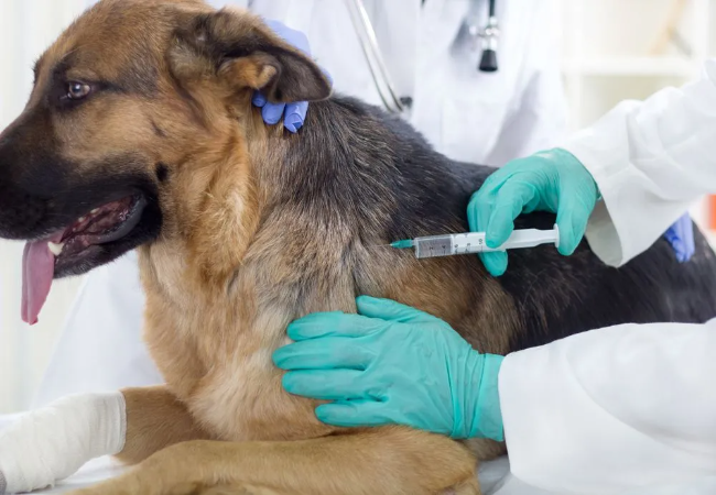 Vet Guide 2025 DHPP Vaccine for Dogs Core Protection & Schedule 🐶🩺 ...