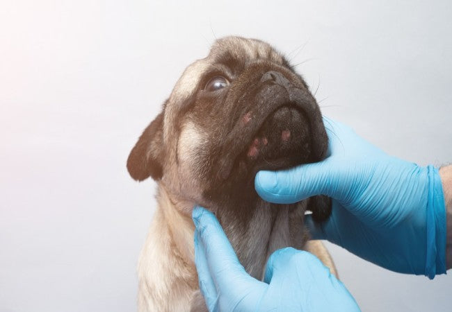 Vet Guide to Canine Acne (Muzzle Folliculitis & Furunculosis) in Dogs ...