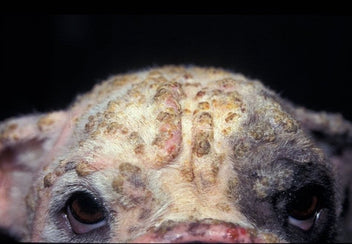 Vet’s 2025 Guide to Canine Pemphigus Foliaceus Autoimmune Skin Care ...