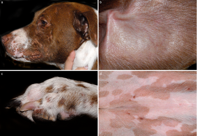 Vet’s 2025 Guide to Canine Pemphigus in Dogs Autoimmune Skin Disease E ...