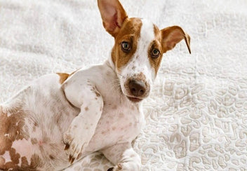 Vet’s 2025 Guide to Canine Pyoderma 🐶 Skin Infections & Treatment Tips ...