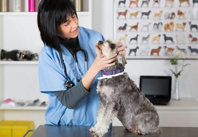 Vet’s 2025 Guide to Canine Squamous Cell Carcinoma (SCC) – Skin, Oral ...
