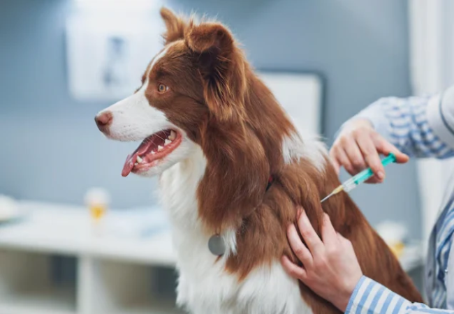 Vet’s 2025 Guide to Happy Tail Syndrome in Dogs – Healing Tips & Preve ...