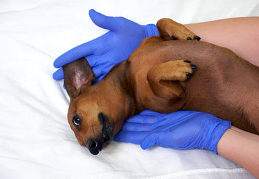 Vet’s 2025 Guide to Dermatophytosis (Ringworm) in Dogs 🩺 Diagnosis, Tr ...