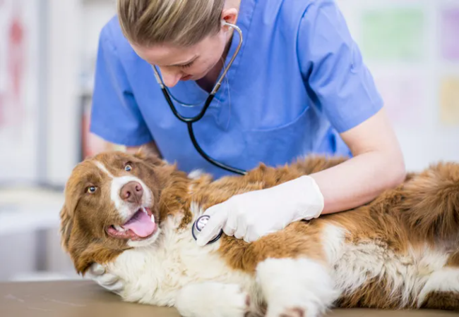 Vet’s 2025 Guide to Pelger–Huët Anomaly in Dogs Understanding Hyposegm ...
