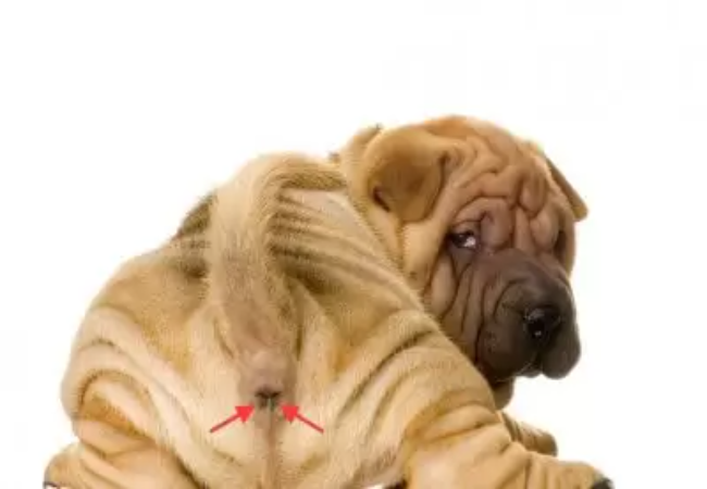 Vet’s 2025 Guide to Perianal Fistula in Dogs Autoimmune Anal Tracts ...