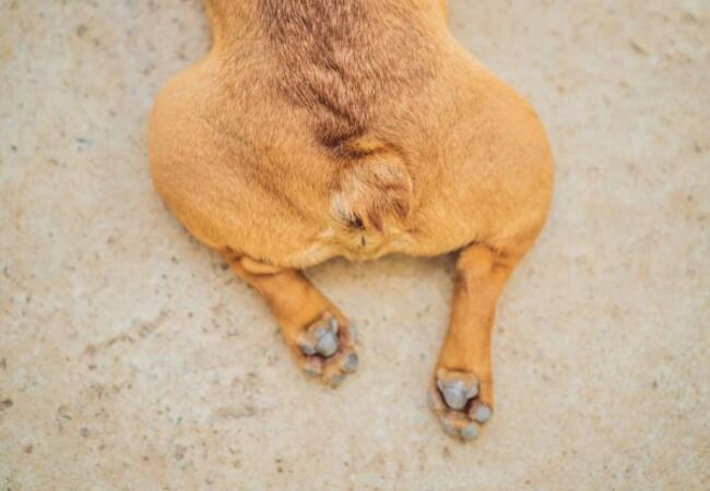 Vet’s 2025 Guide to Recessed Vulva in Dogs 🩺 Prevention, Symptoms & Fi ...