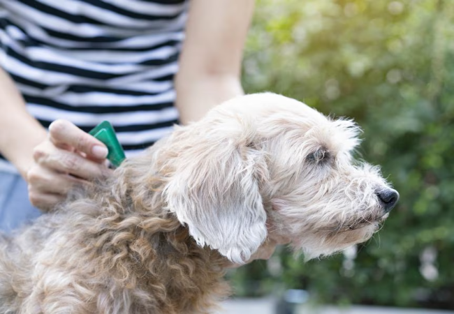 Vet’s Guide to Flea & Tick Medicine Poisoning in Dogs (2025)🐶 – Ask A Vet