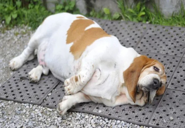 Veterinary Guide to Lymphedema in Dogs (2025)🐶 – Ask A Vet