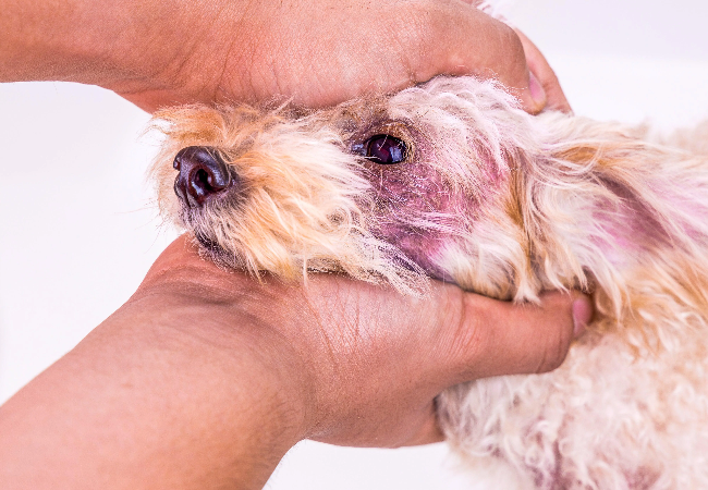Veterinary Guide to Malassezia Dermatitis in Dogs (2025)🐶 – Ask A Vet