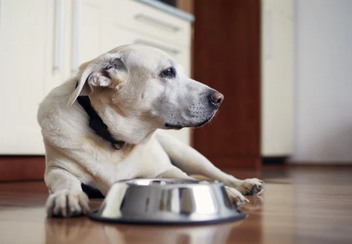 What to Feed a Dog with Diarrhea – Vet-Approved Nutrition & Recovery T ...