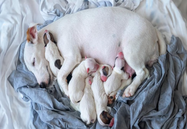 Whelping 101: Vet Approved 2025 Guide to Your Dog Labor & Birth🩺🐶 – Ask ...