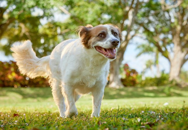 Why Do Puppies Eat Poop in 2025? Vet Reviewed Insights into Causes, Ri ...