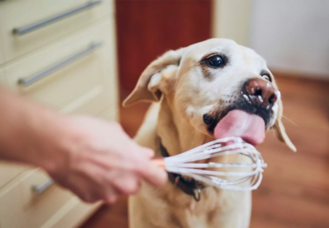 Why Does My Dog Lick Everything? Vet Explains & What to Do 🐶 – Ask A Vet