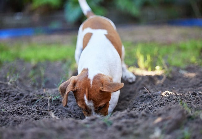 Why Dogs Eat Dirt in 2025 – Vet-Approved Reasons & Solutions 🐶🌱 – Ask A Vet