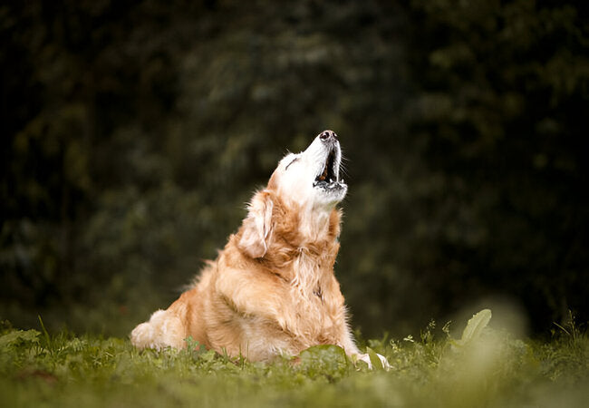 Why Dogs Howl in 2025 – Vet‑Approved Guide to Canine Howling Behaviors ...