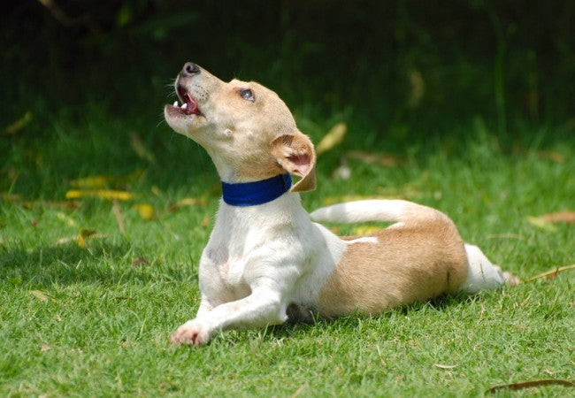Why Dogs Howl in 2025: Vet Reviewed Insights into Causes, Meaning & Ca ...
