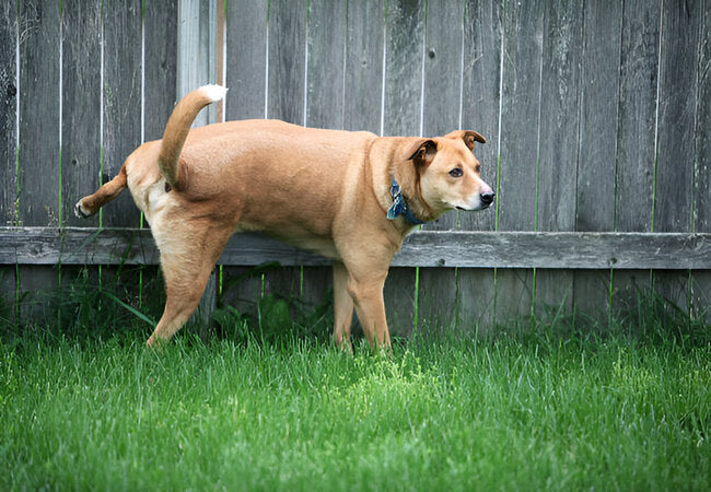 Why Dogs Lift Their Leg to Pee in 2025 – Vet‑Approved Guide to Canine ...