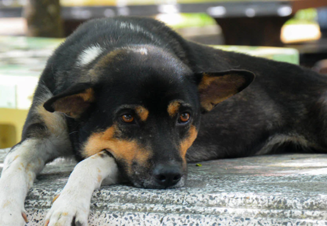 Why Is My Dog Feeling Nauseous 2025? Vet Guide to Symptoms & Relief 🤢🐾 ...
