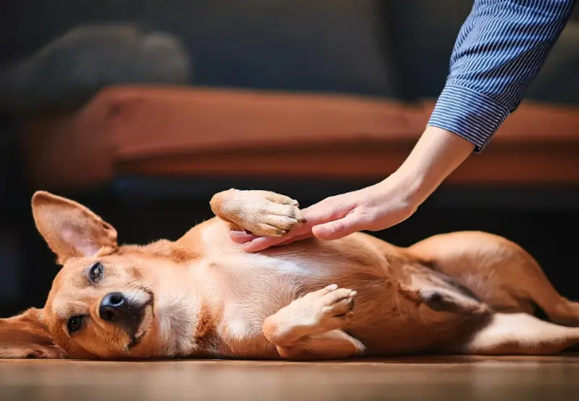 Why Is Your Dog’s Stomach Gurgling? Vet Approved Guide to Tummy Noises ...
