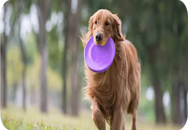 You, Your Dog, and a Flying Disc: A Vet-Approved Guide for 2025 🥏🐶 ...