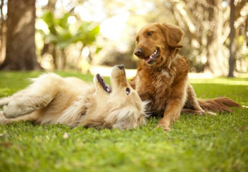 You're Not a Bad Pet Parent If Your Dog Hates the Dog Park or Dog Beac ...