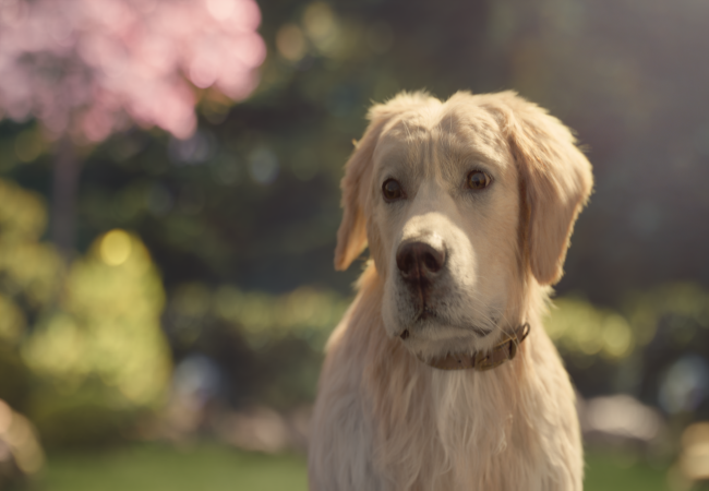 Zenrelia for Dogs in 2025: Vet‑Reviewed Guide to Safety, Use & Monitor ...